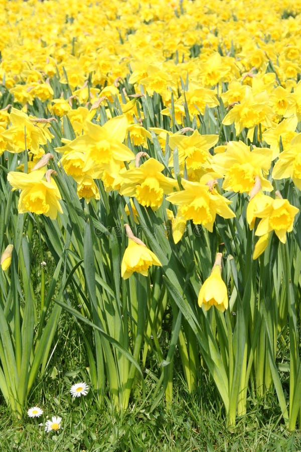 Yellow Daffodils in Springtime Stock Photo - Image of close, petals ...