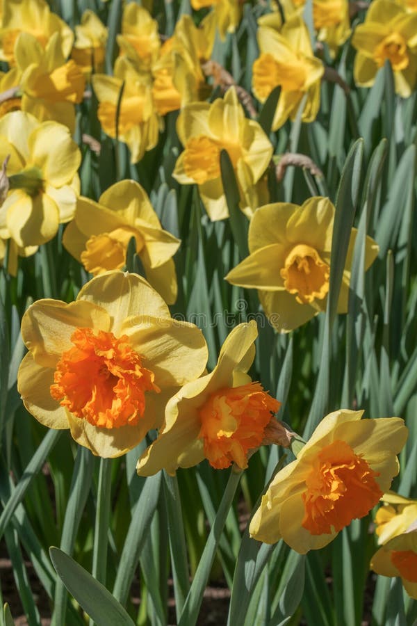Daffodils in Sunny Day with Blue Sky Stock Image - Image of celebration ...