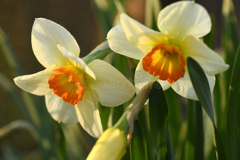 Yellow Daffodils. Daffodils in a Sunny Spring Garden Stock Photo ...
