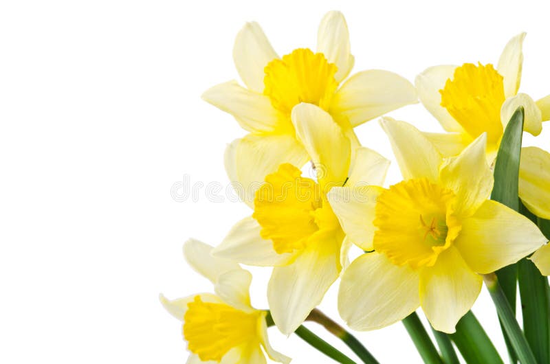 Daffodil plants stock photo. Image of petal, minimalist - 2315068