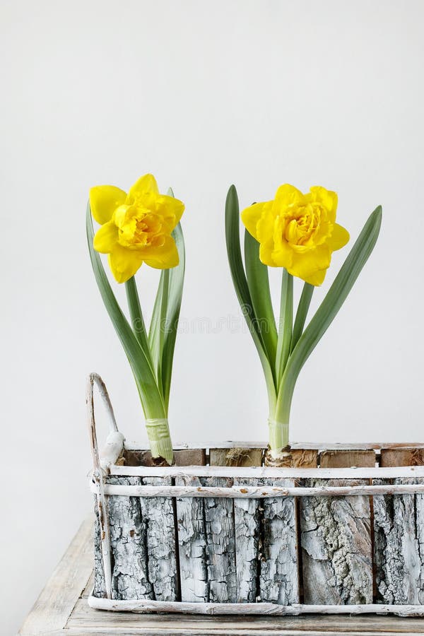 Yellow Daffodils in Wooden Box Stock Photo - Image of decoration, blank ...