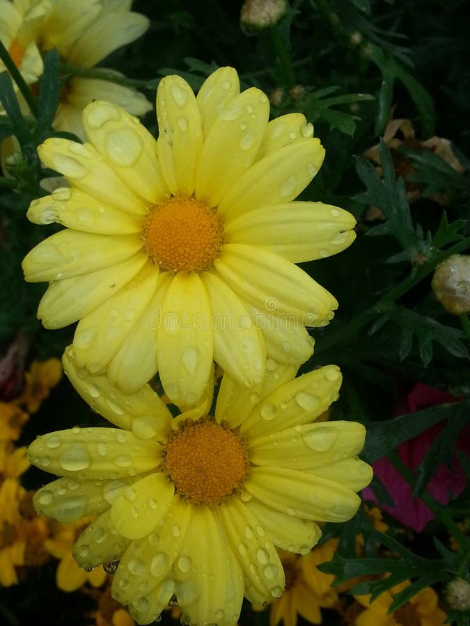 Dsises Stock Photos - Free & Royalty-Free Stock Photos from Dreamstime