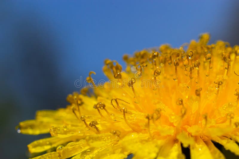 Yellow Daisies Bloom after the Rain and the Pollen Grains are Covered ...