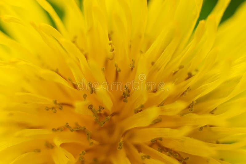 Yellow Daisies Bloom after the Rain and the Pollen Grains are Covered ...