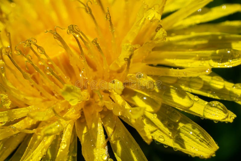 Yellow Daisies Bloom after the Rain and the Pollen Grains are Covered ...