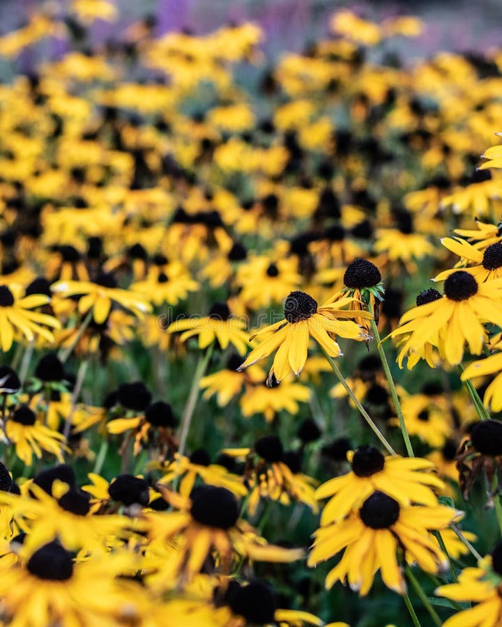 Springtime Yellow Flowers stock photo. Image of flowers - 144821592