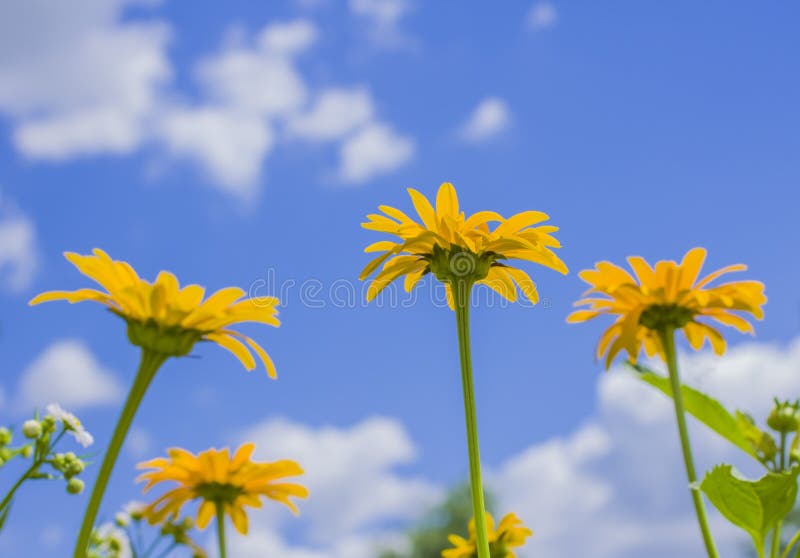 Yellow daisies stock photo. Image of daisies, foliage - 42413210