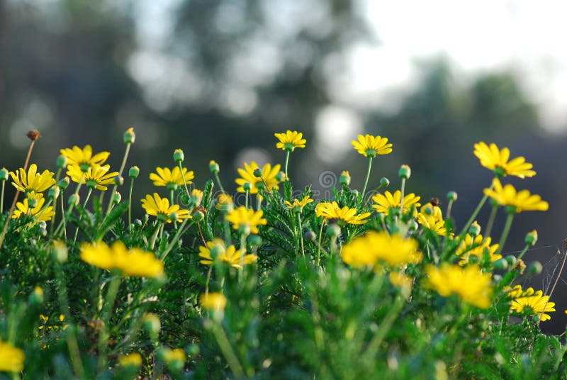 Yellow daisies in the wild stock photo. Image of meadow - 39561482