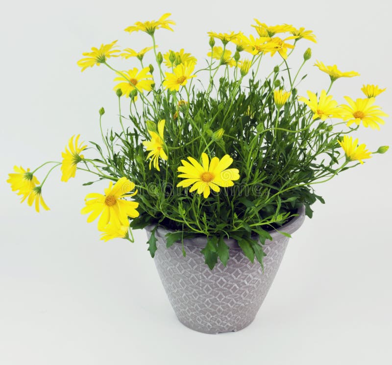 Yellow Daisies stock image. Image of bloom, leaf, isolated - 95251287