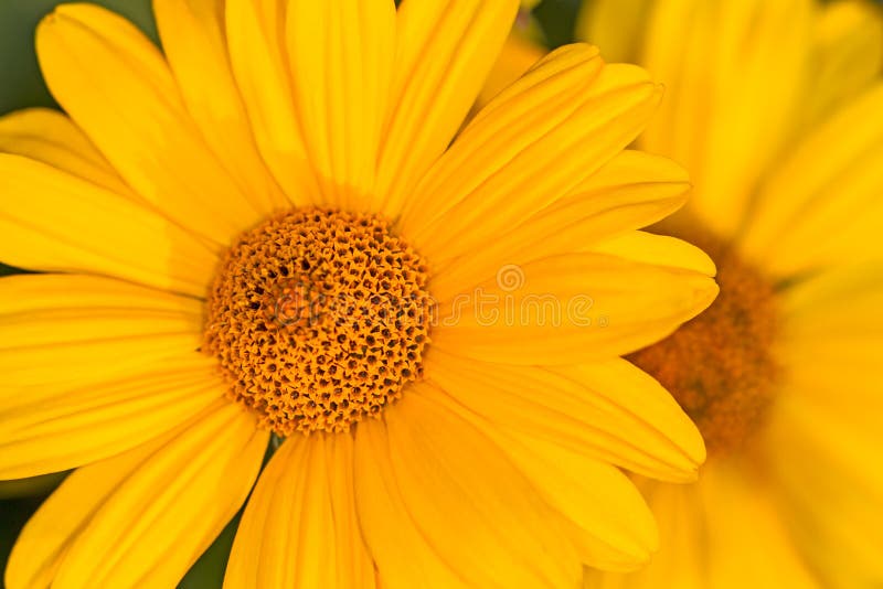 Yellow daisies close-up stock image. Image of plant, flower - 38787565