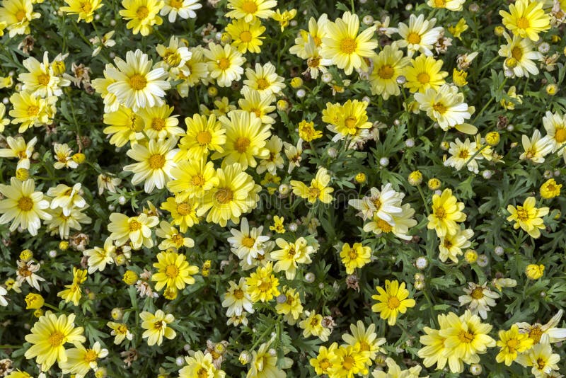 Yellow daisies stock image. Image of freshness, leisure - 56144751