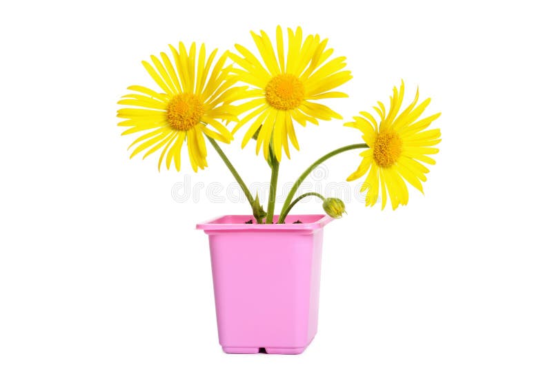 Yellow Daisies in a Flower Pot Stock Photo - Image of isolated, herb ...