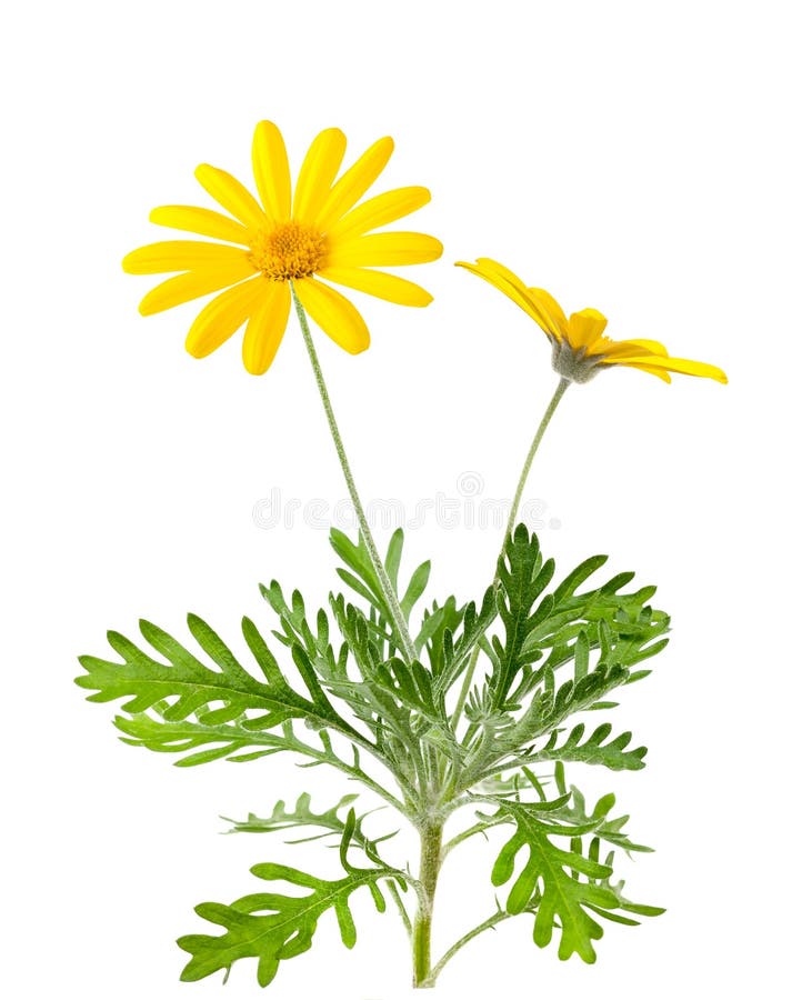Yellow Daisy stock image. Image of arrangement, flower - 40155957