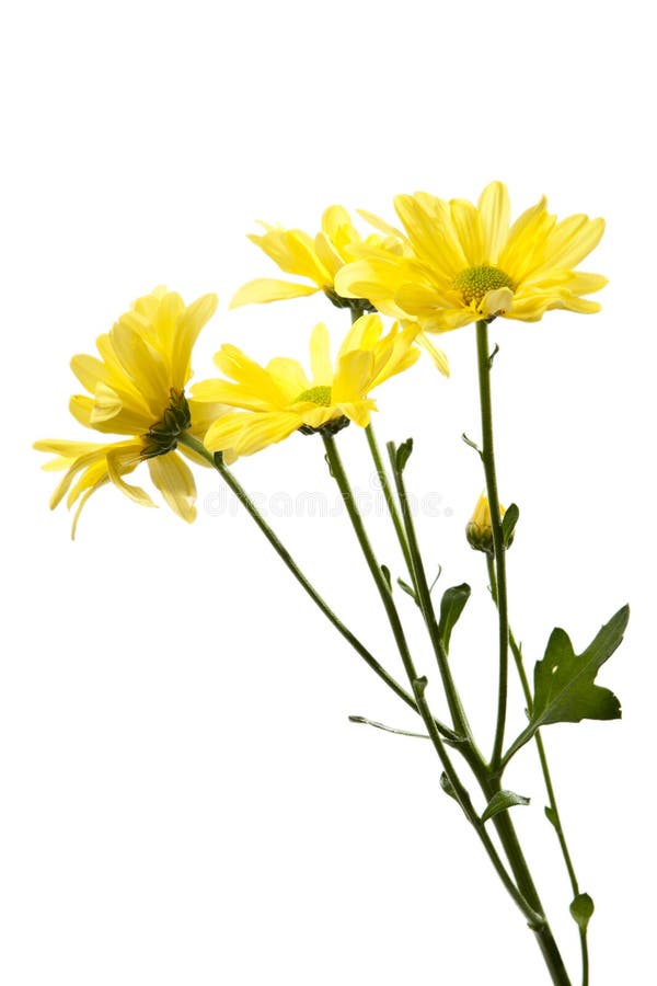 Yellow Daisies Isolated on White Stock Image - Image of petal, yellow ...