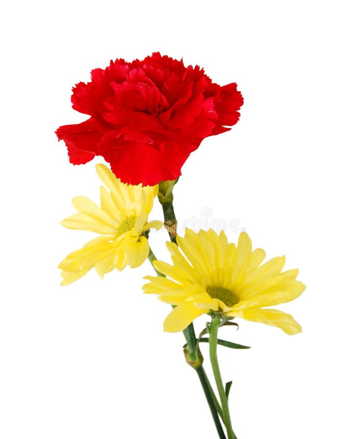 Yellow Daisies and Red Carnation Stock Photo - Image of bouquet, botany ...