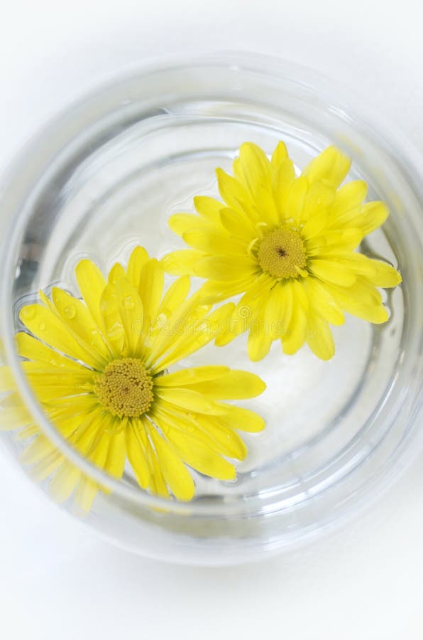 Floating daisies stock photo. Image of bouquet, park, petal - 749740