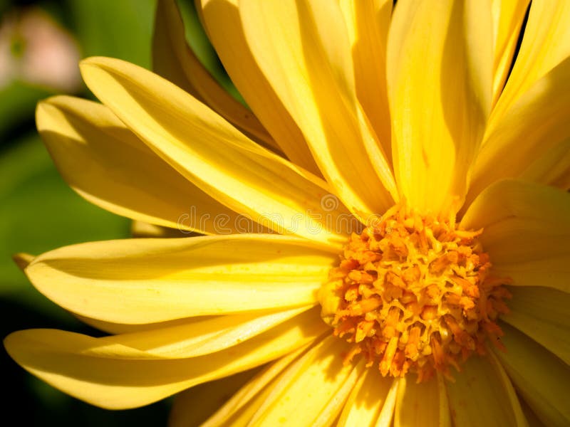 Yellow Daisy stock image. Image of bellis, close, flower - 11184993