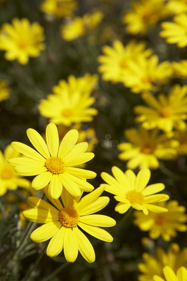 Yellow daisy stock photo. Image of calm, nature, beauty - 11955440
