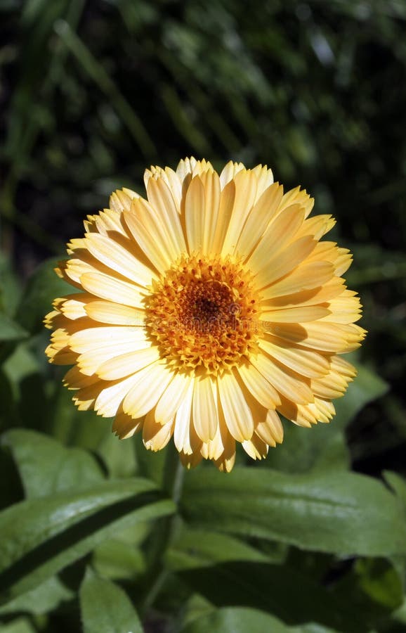 Yellow daisy stock image. Image of beautiful, blooming - 12682423