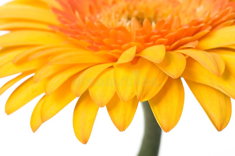Yellow daisy stock image. Image of flower, colours, colour - 1684633