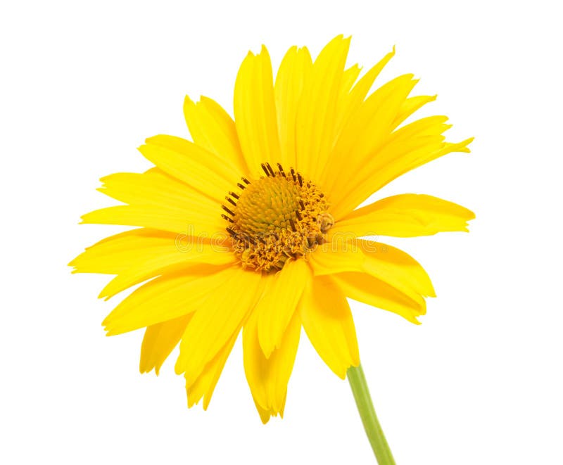 Yellow daisy stock photo. Image of macro, flora, object - 16986582