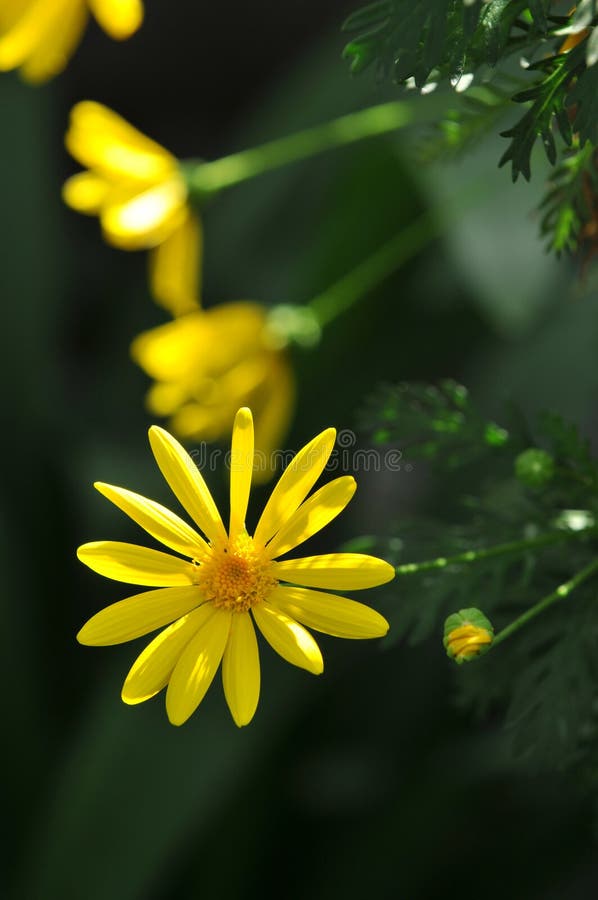 Yellow Daisy stock photo. Image of color, daisy, garden - 5041024