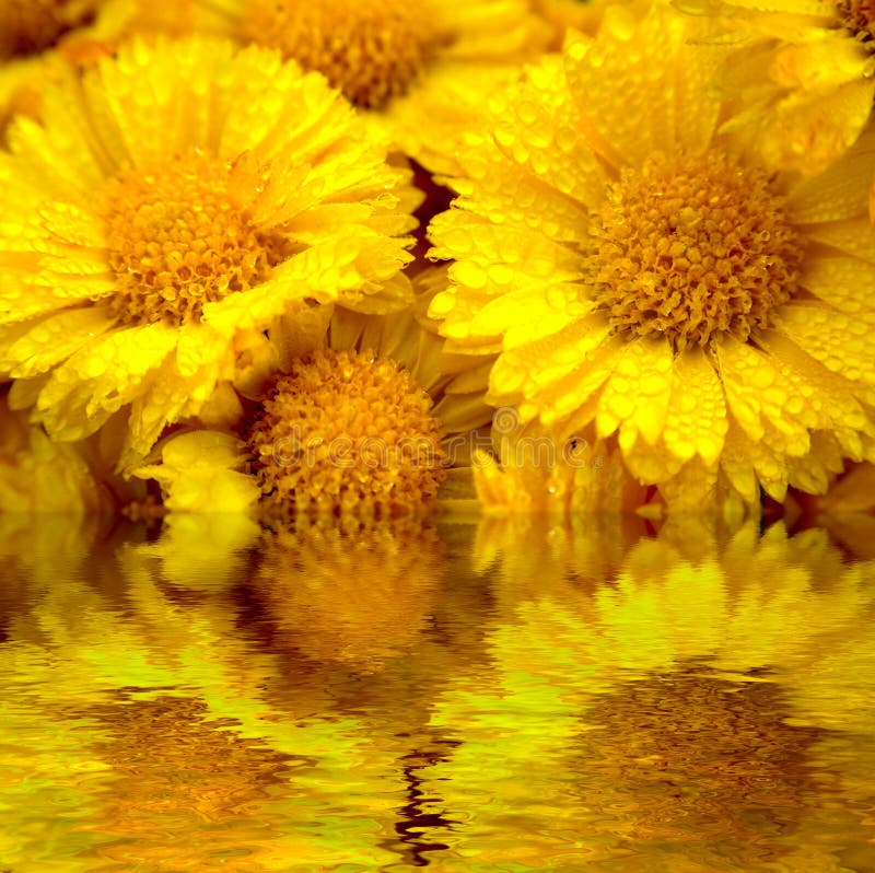 Yellow daisy stock photo. Image of autumn, inverted, flower - 6847556