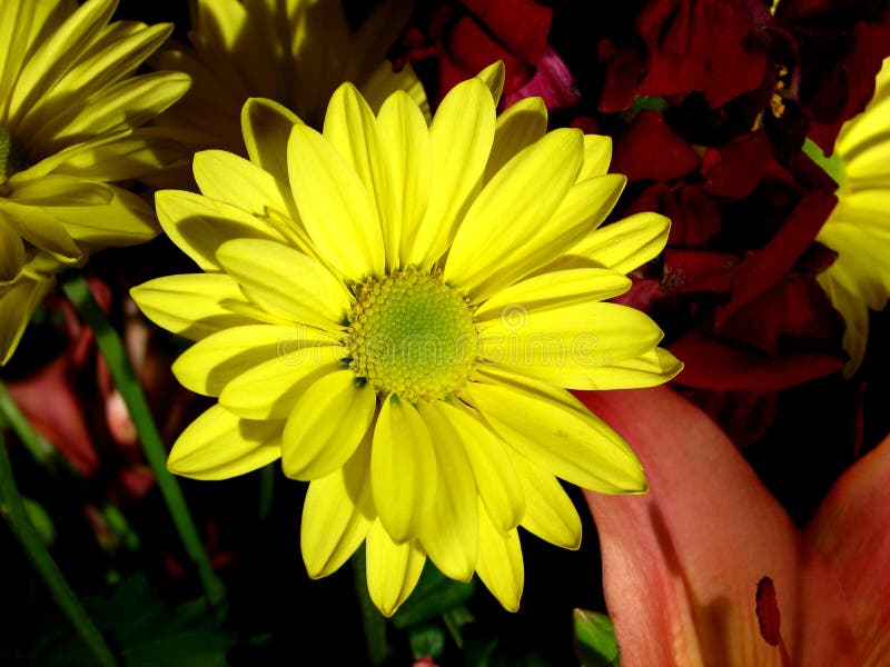 Yellow Daisy stock image. Image of closeup, beauty, pink - 780047