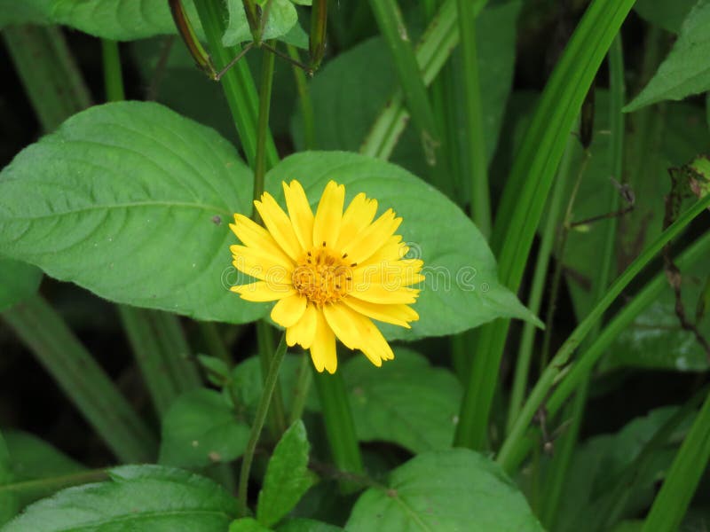 A Yellow Daisy within the Atlantic Forest Stock Photo - Image of botany ...