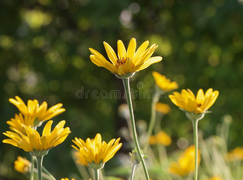 Yellow Daisy Background stock photo. Image of natural - 97474368