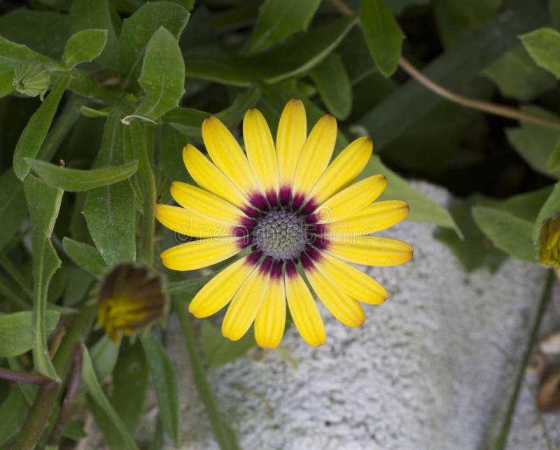 A yellow daisy stock photo. Image of nature, colors - 274396446
