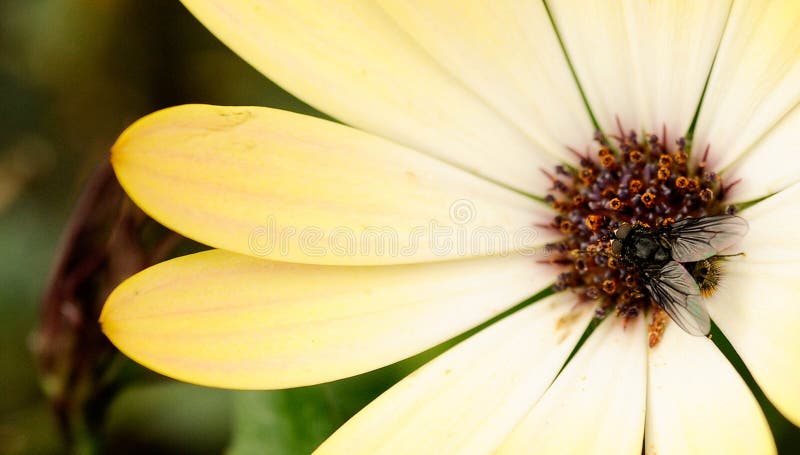 A Yellow Daisy with Black Pollen on Which a Fly is Feeding Stock Photo ...