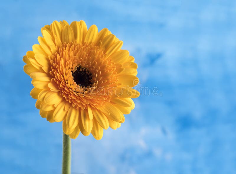 Yellow Daisy on a Blue Background Stock Photo - Image of decorative ...