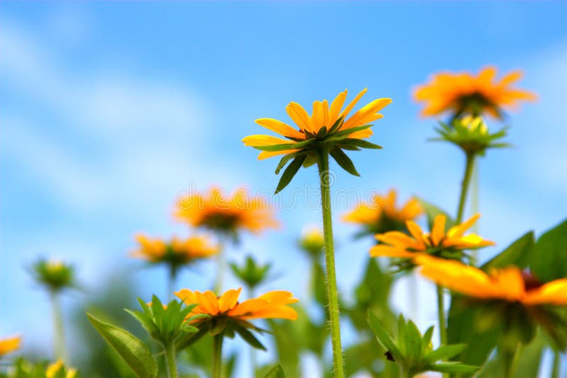 Yellow Daisy with Blue Sky Background Stock Image - Image of freshness ...