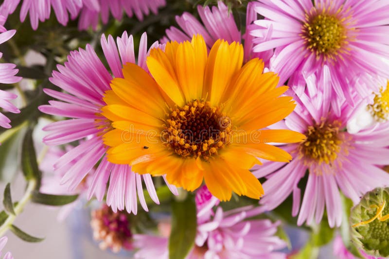 Daisy Bunch stock photo. Image of hobby, yard, stems, wild - 969136