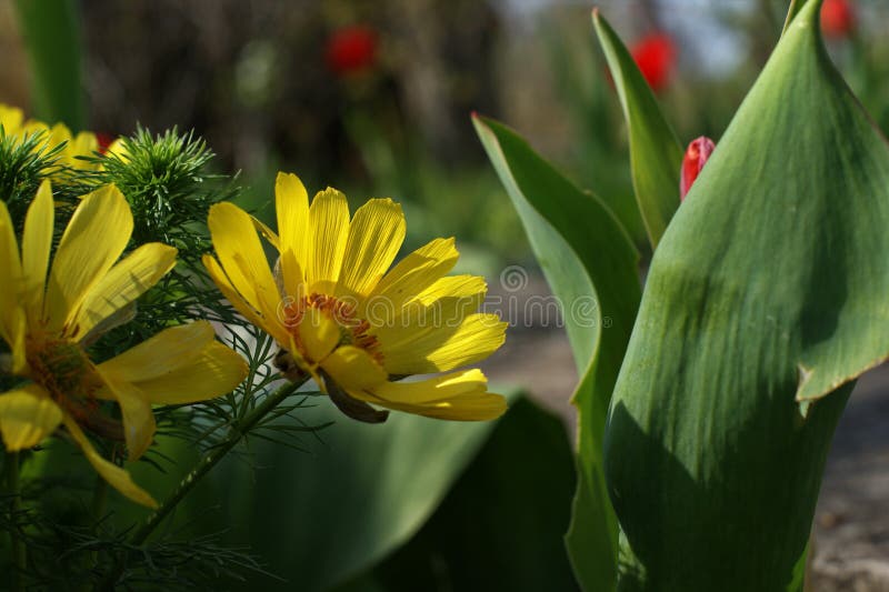 Yellow Daisy Bush Texture Background. on a Lush Green Bush Stock Photo ...