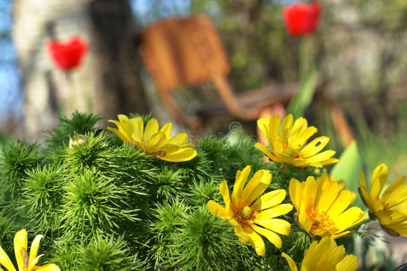Yellow Daisy Bush Texture Background. on a Lush Green Bush Stock Photo ...