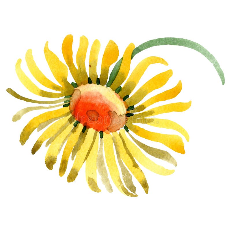 Yellow Daisy Floral Botanical Flower. Watercolor Background ... Yellow Daisy Floral Botanical Flower. Watercolor Background ...