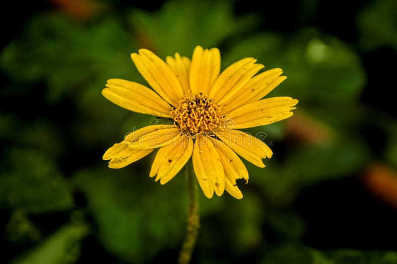 Yellow Daisy Flowe in Dark Background Stock Photo - Image of dark ...