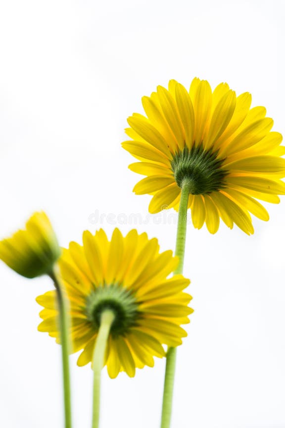 Yellow Daisy Flower Facing Up on White Background Stock Photo - Image ...