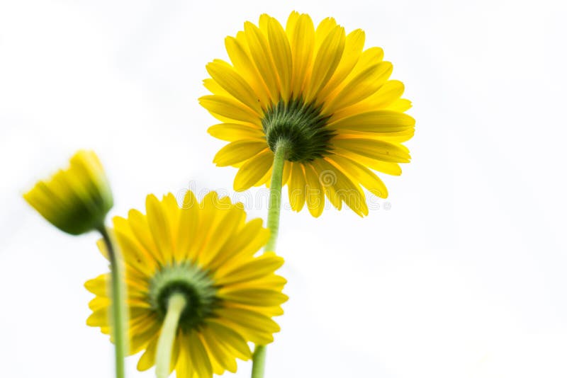 Yellow Daisy Flower Facing Up on White Background Stock Image - Image ...