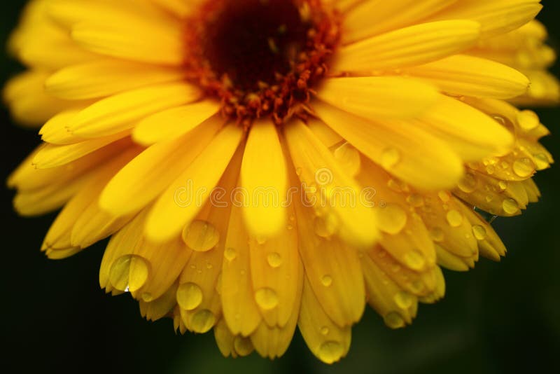 Yellow Daisy Flower Isolated with Water Drop Stock Photo - Image of ...