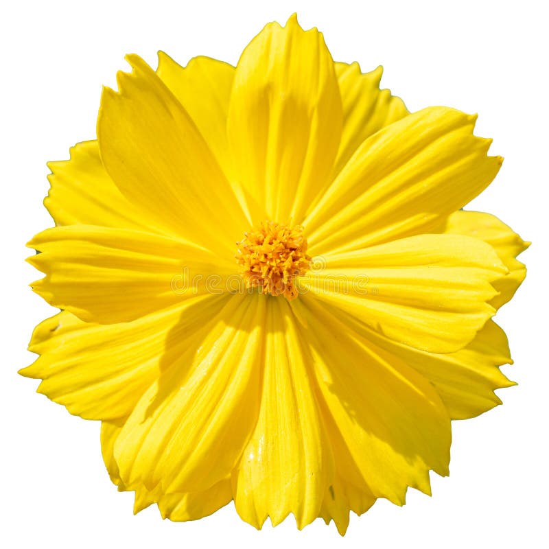 Yellow Daisy Flower Isolated on White Background Stock Photo - Image of ...