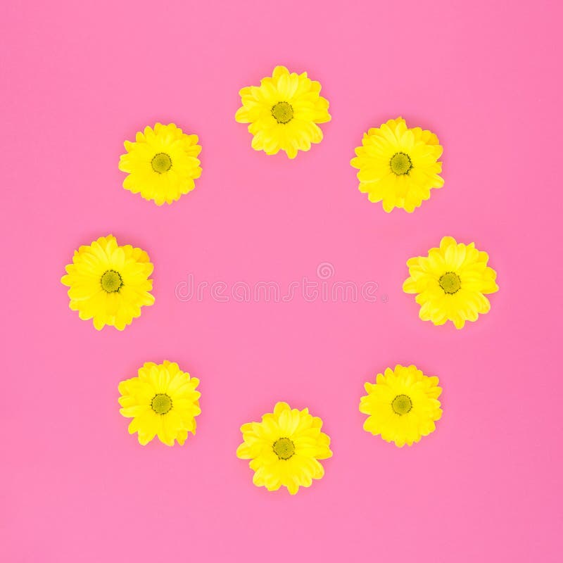 Yellow Daisy Flowers Arranged in Circle on Pink Background with Copy ...