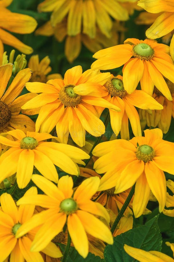 Yellow Daisy Flowers in the Back Yard Stock Photo - Image of nature ...