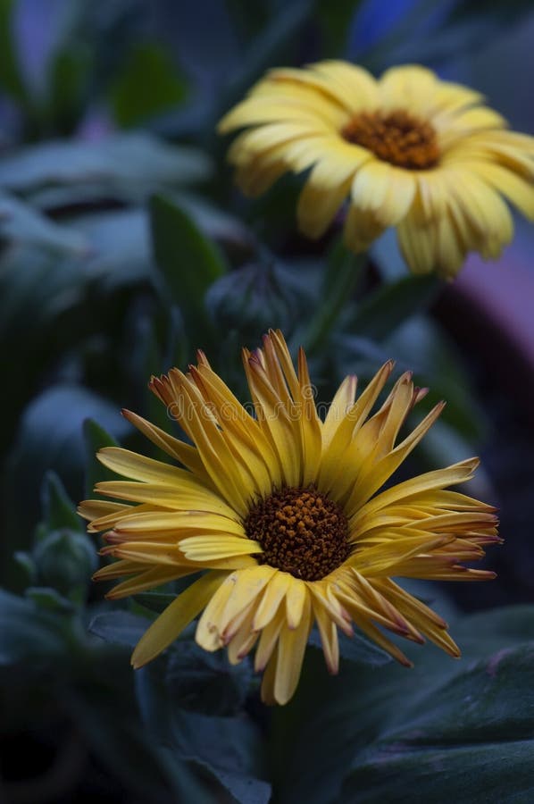 Yellow daises in bloom stock image. Image of garden - 189303429