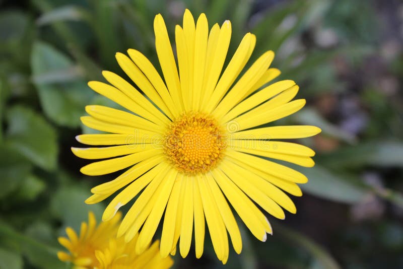 Yellow Daisy stock photo. Image of daisy, stamen, petals - 39065352