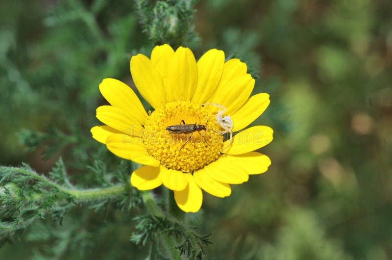 Yellow Daisy with Insects Closeup Stock Image - Image of flower ...