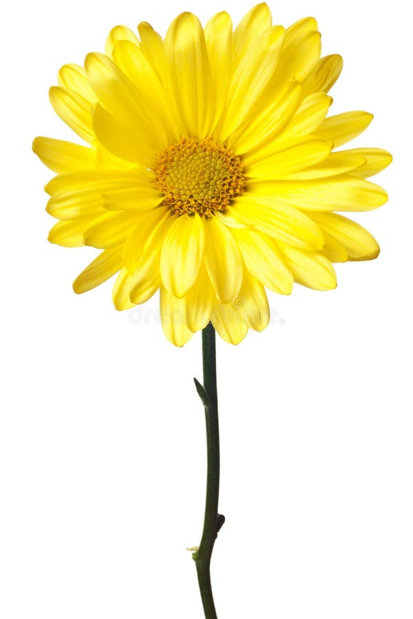 Yellow daisy isolated stock photo. Image of flowers, flora - 10457810