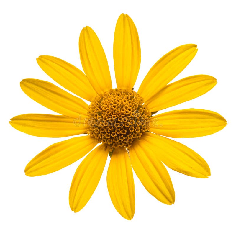 Yellow Daisy Png
